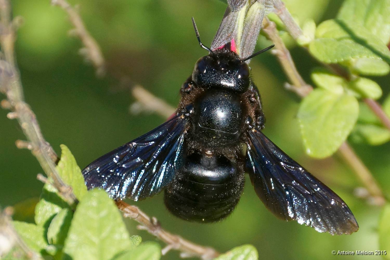 Xylocope Violacé (abeille charpentière)